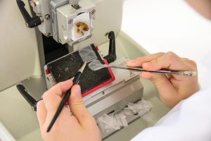 Finn Pathologists – The Veterinary Pathologists