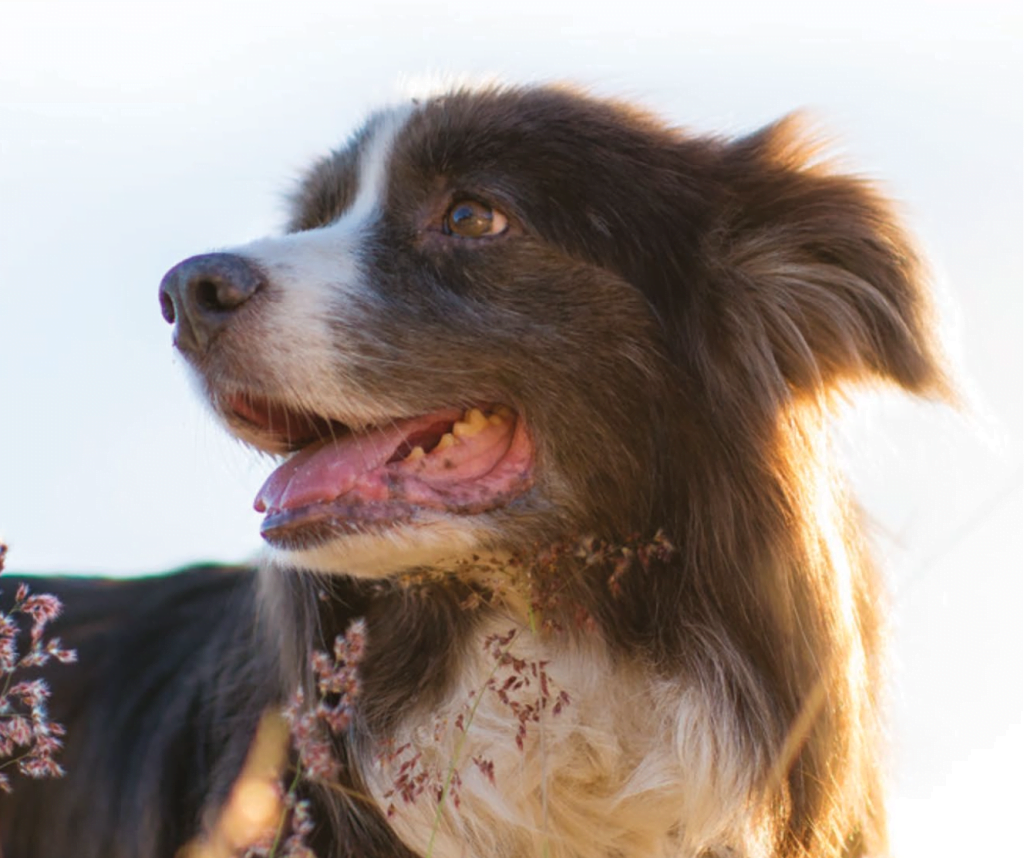 Finn Pathologists – The Veterinary Pathologists