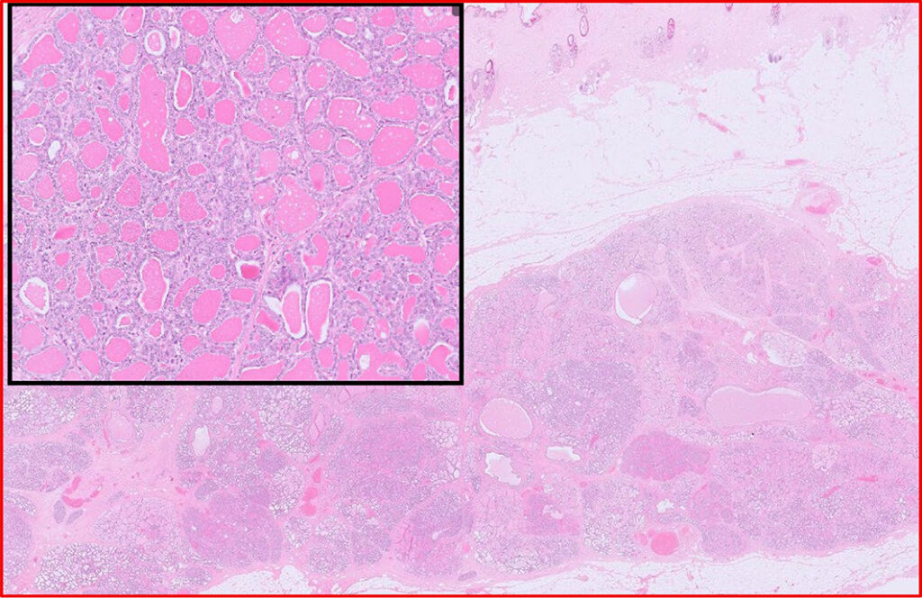 Organ of the Month: Mammary Glands – Finn Pathologists